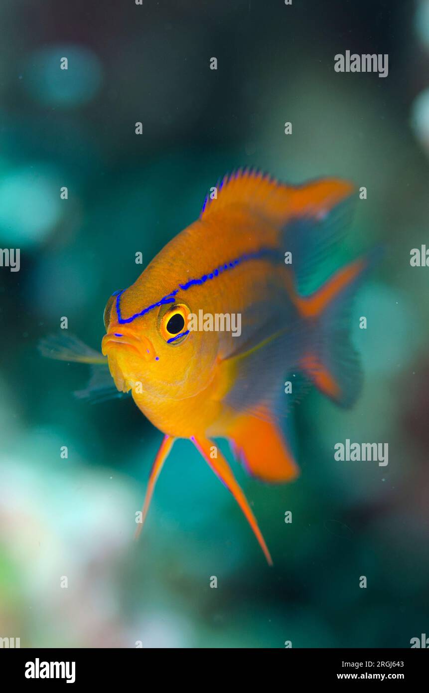 Juvenile Cross's Damsel, Neoglyphidodon crossi, Crinoid Corner dive ...