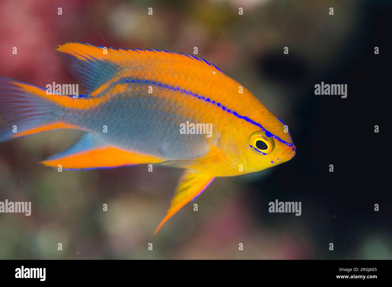Juvenile Cross's Damsel, Neoglyphidodon crossi, Crinoid Corner dive ...