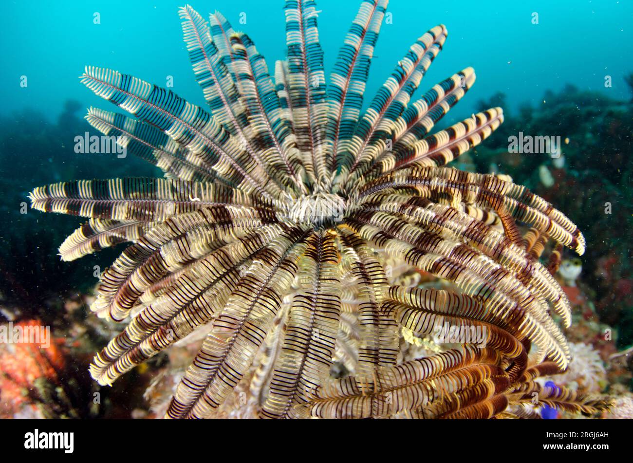 Open Crinoid, Comatulida Order, Yellow Wall of Texas dive site ...
