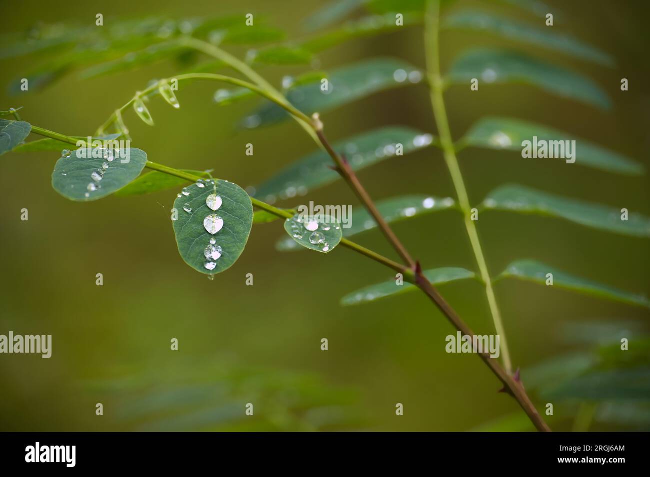 The image captures the essence of nature, water droplets highlighting ...