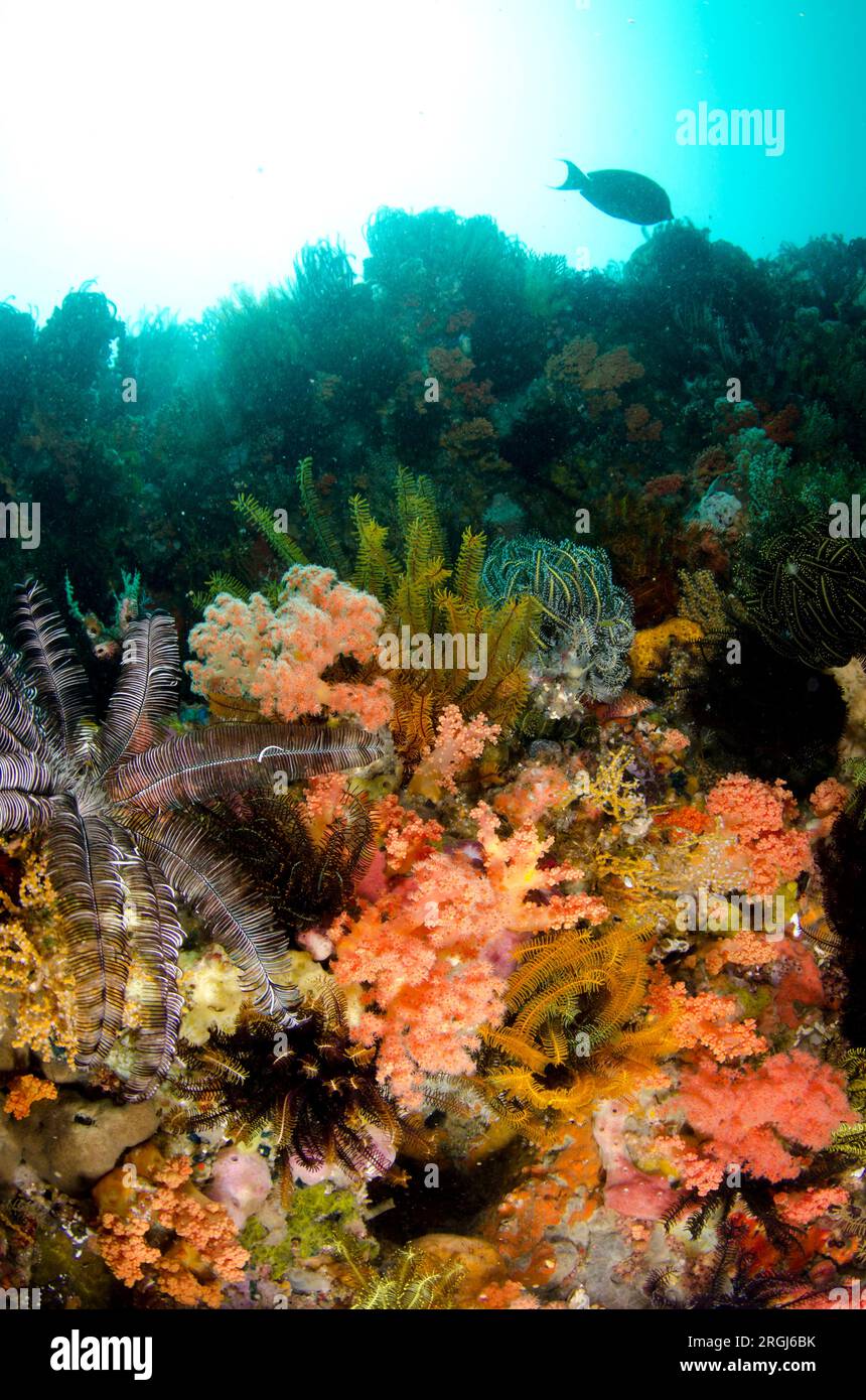 Crinoids, Comatulida Order, and Glomerate Tree Coral, Spongodes sp ...