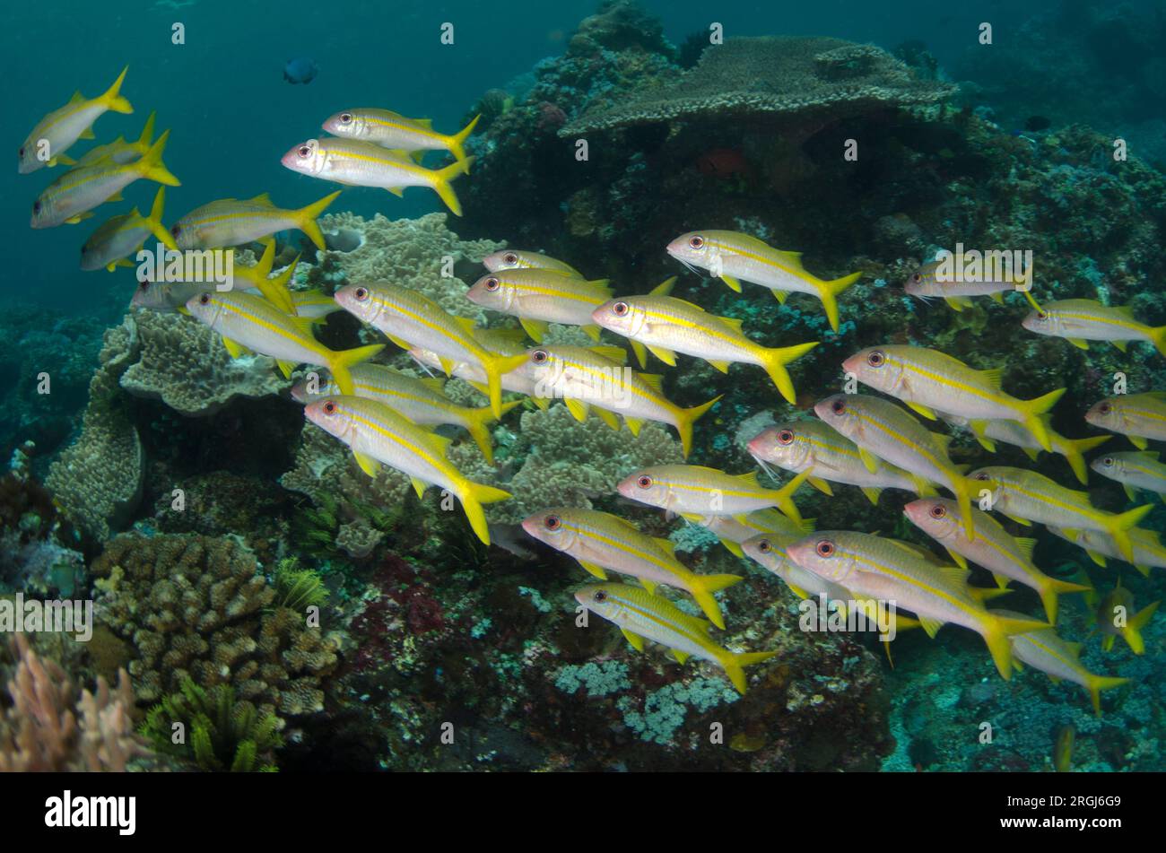 School of Yellowfin Goatfish, Mulloidichthys vanicolensis, Yellow Wall ...