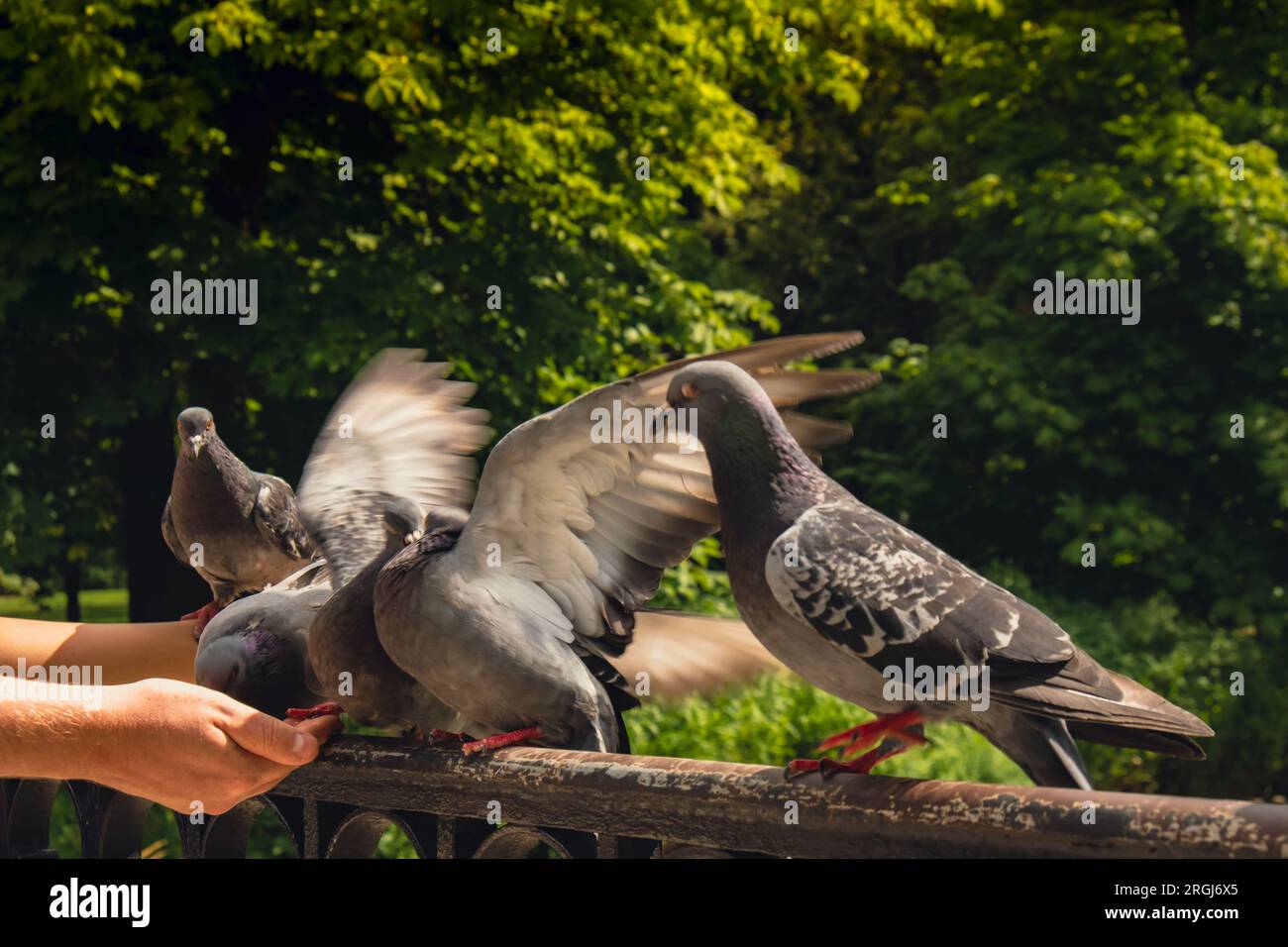 Hand Raising Doves