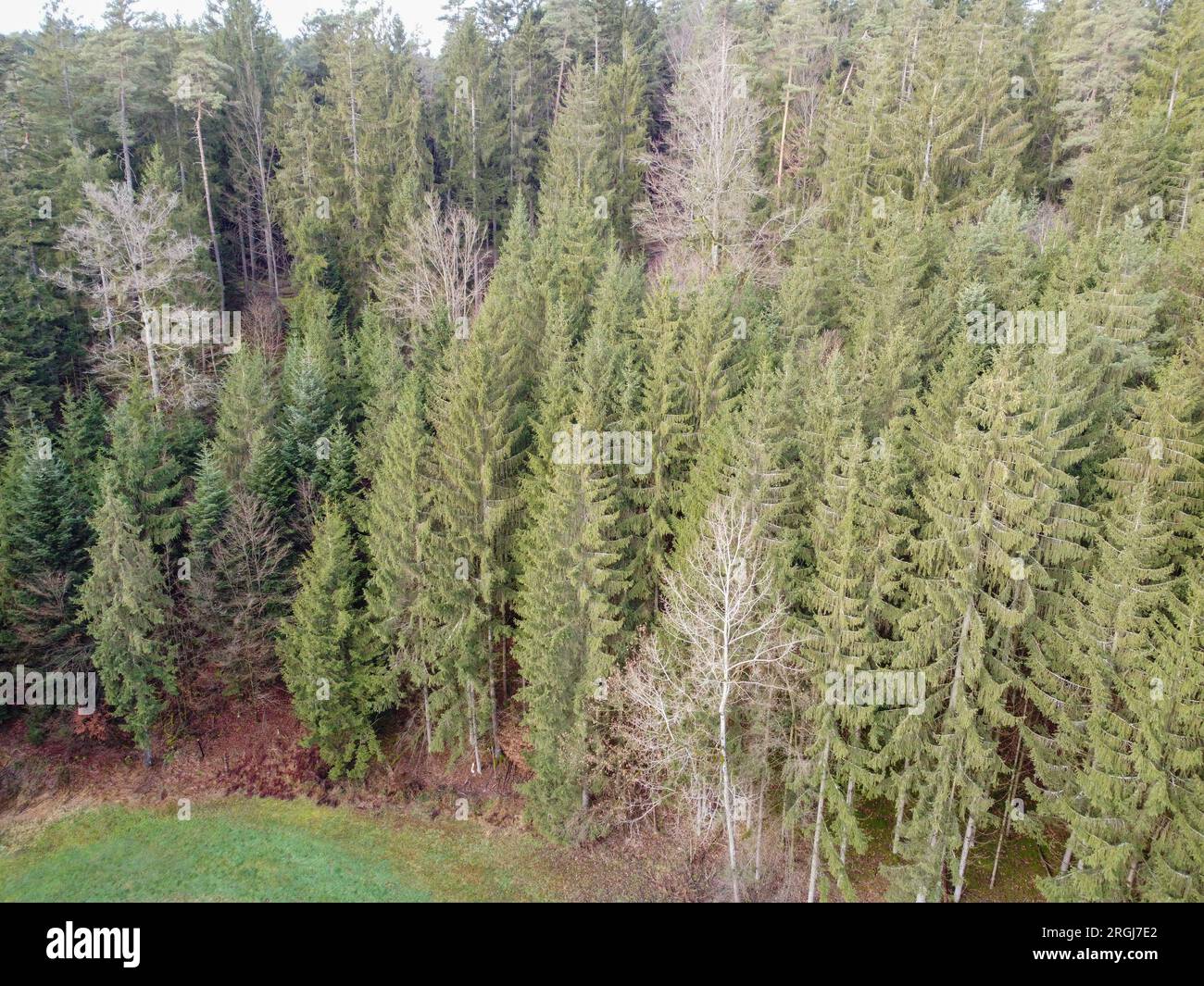 aerial photo of the forest in bavaria with dense needle trees and ...