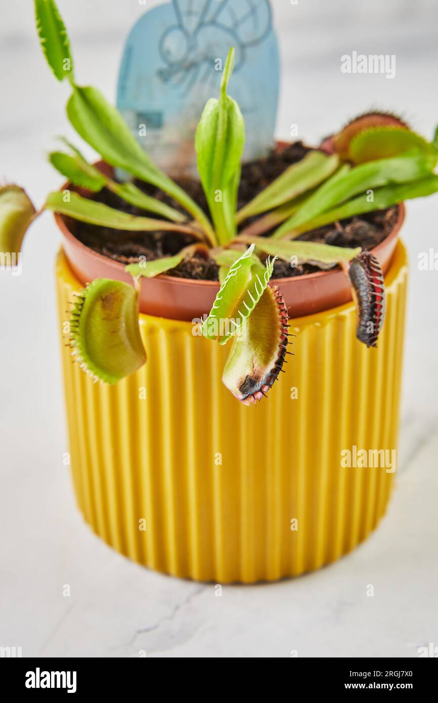 Dionaea Muscipula Venus Flytrap is carnivorous plant, carnivorous plant ...