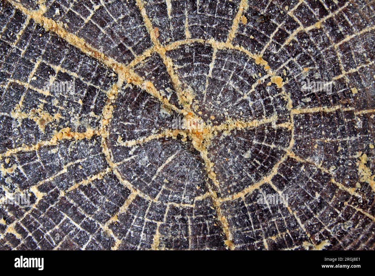 Wood ring pattern texture£¬Closeup pictures Stock Photo - Alamy