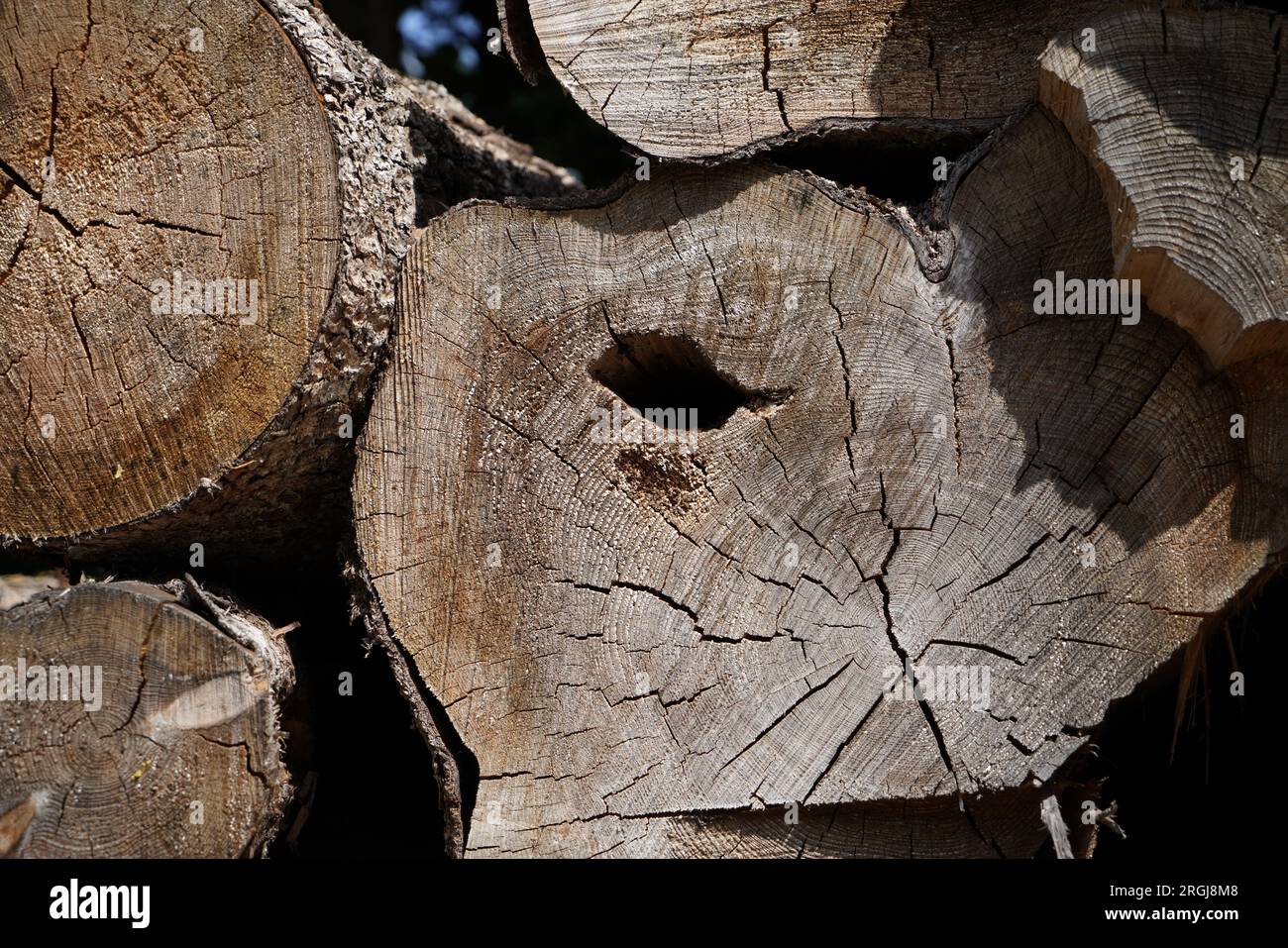 rotten wood left in the forest is a breeding ground for both good and ...