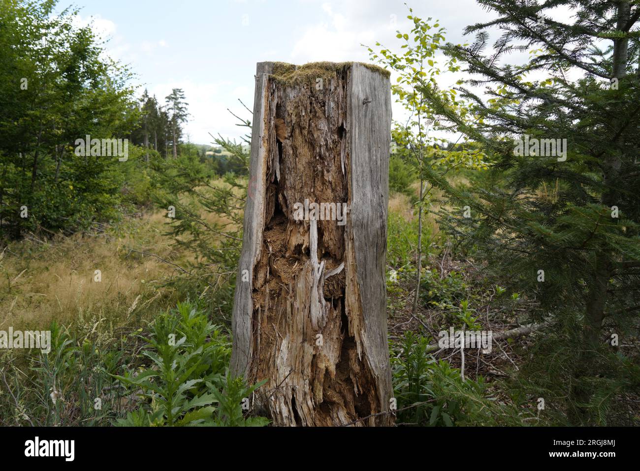 rotten wood left in the forest is a breeding ground for both good and ...