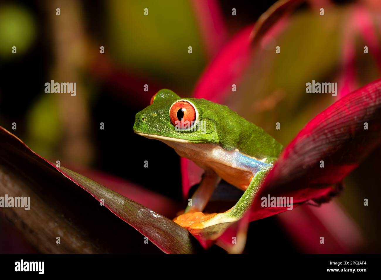 Red-eyed tree frog (Agalychnis callidryas), Beautiful iconic Green frog ...