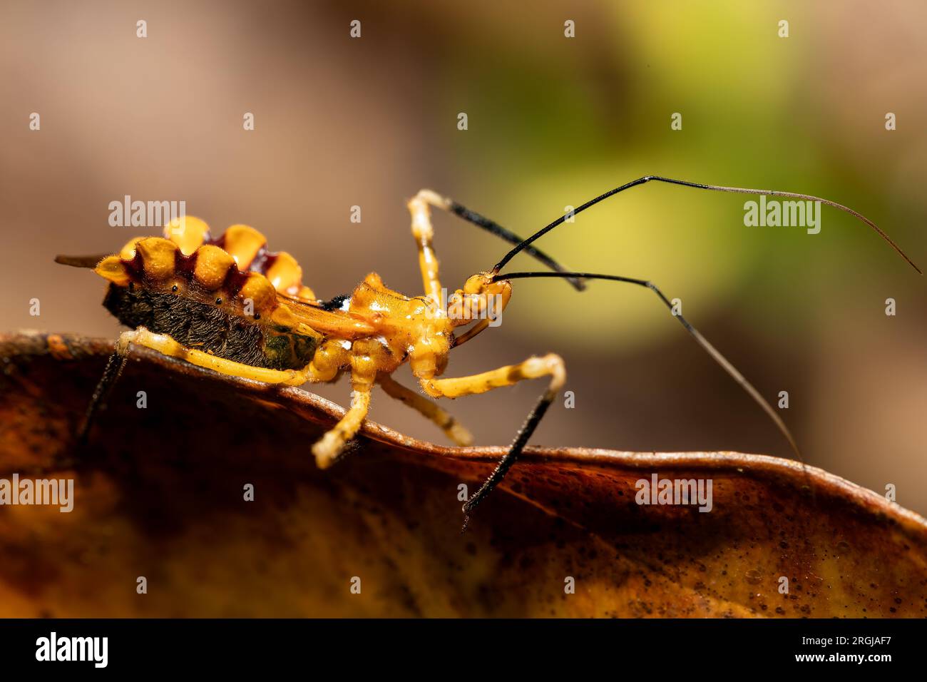 Blood sucking bugs hi-res stock photography and images - Alamy
