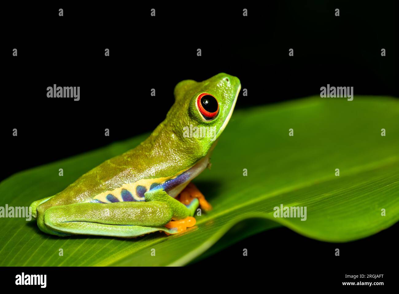 Red Eyed Tree Frog Agalychnis Callidryas Beautiful Iconic Green Frog