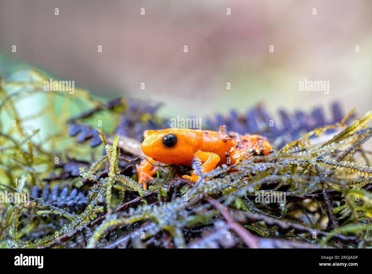 Golden mantella, (Mantella aurantiaca). Small terrestrial frog endemic ...