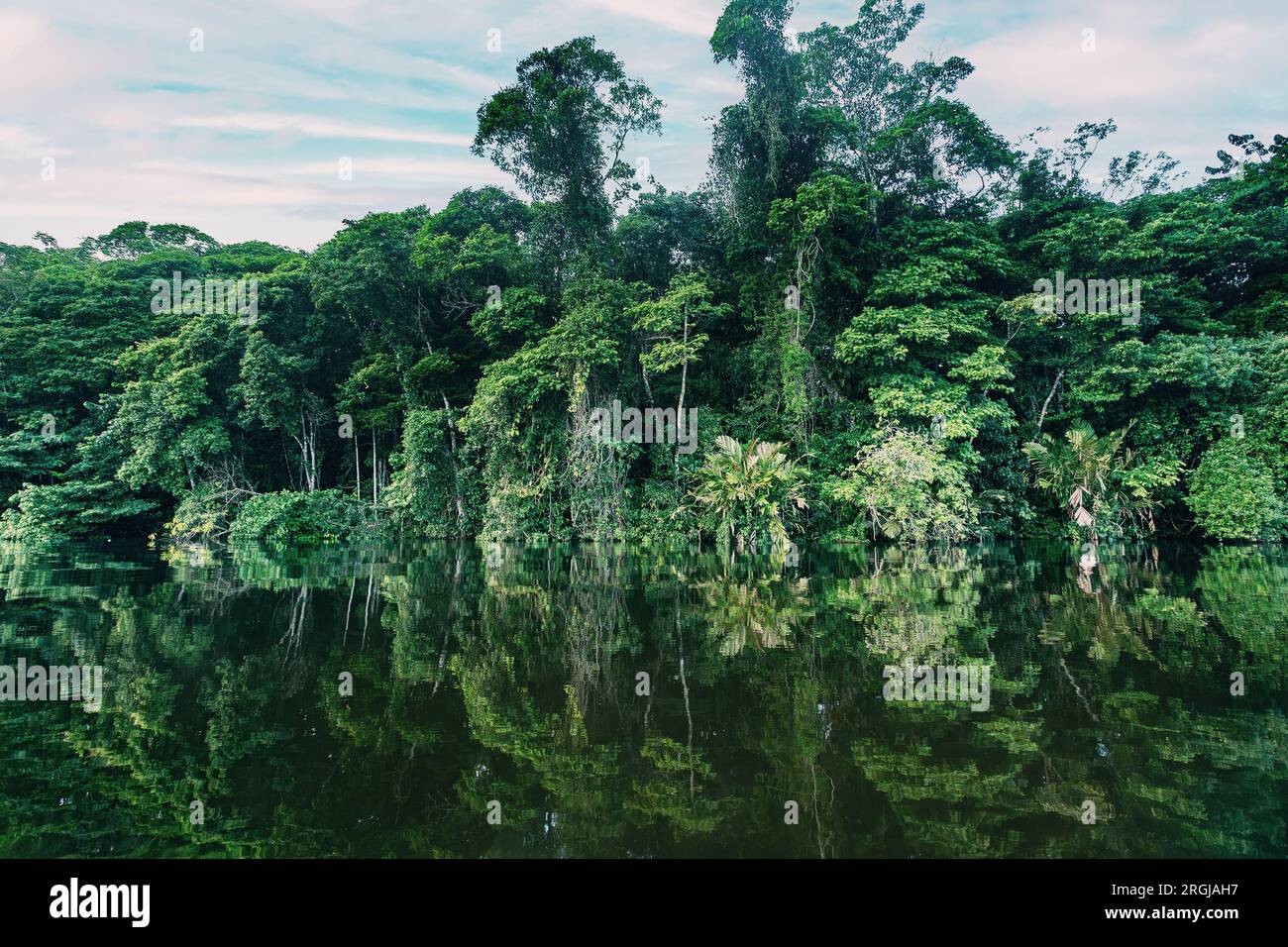 Dense Tropical rainforest landscape. Traditional Costa Rica green ...