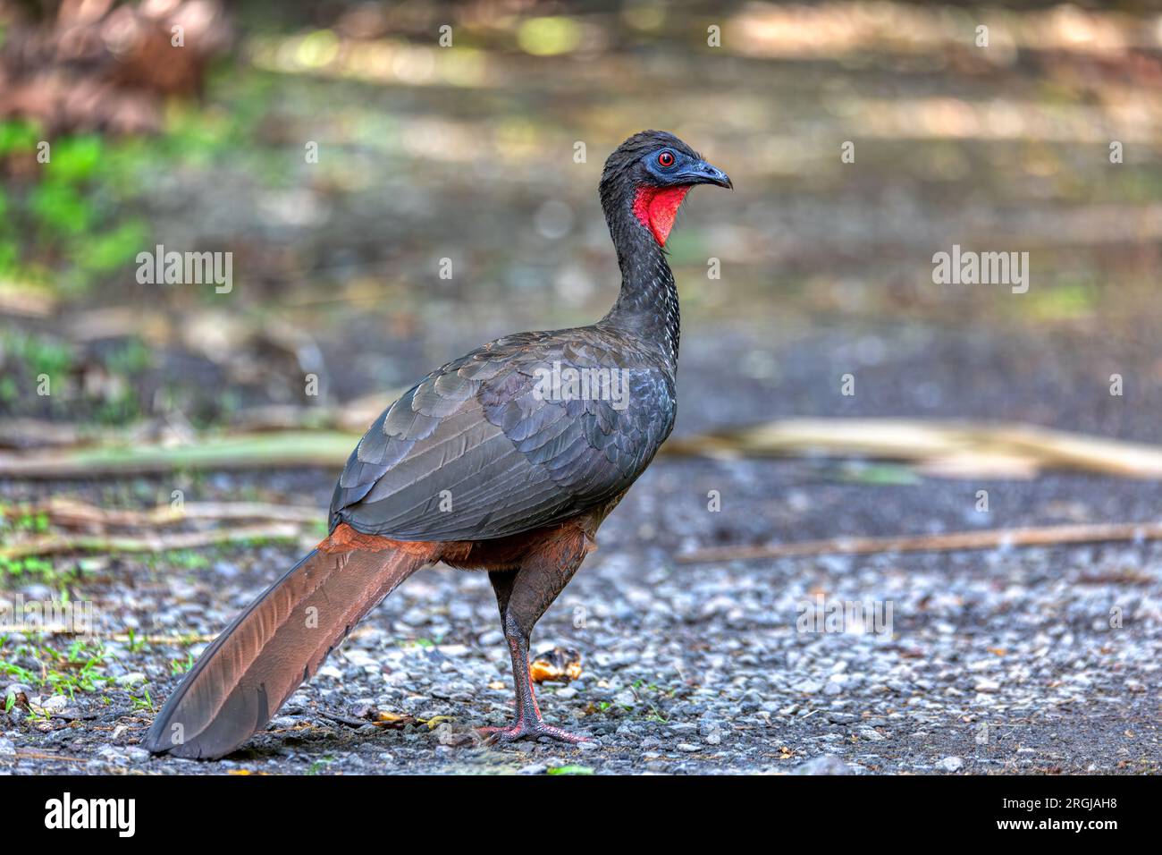 Crested Guan (Penelope purpurascens) in rainforest, La Fortuna, Volcano ...