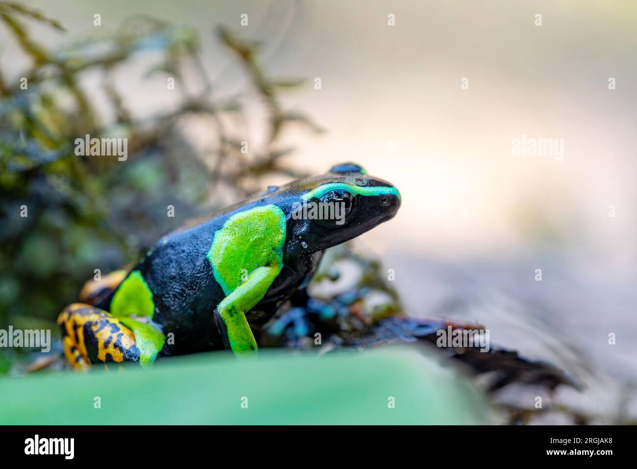 Mantella baroni (known as Baron's mantella, the variegated golden frog ...