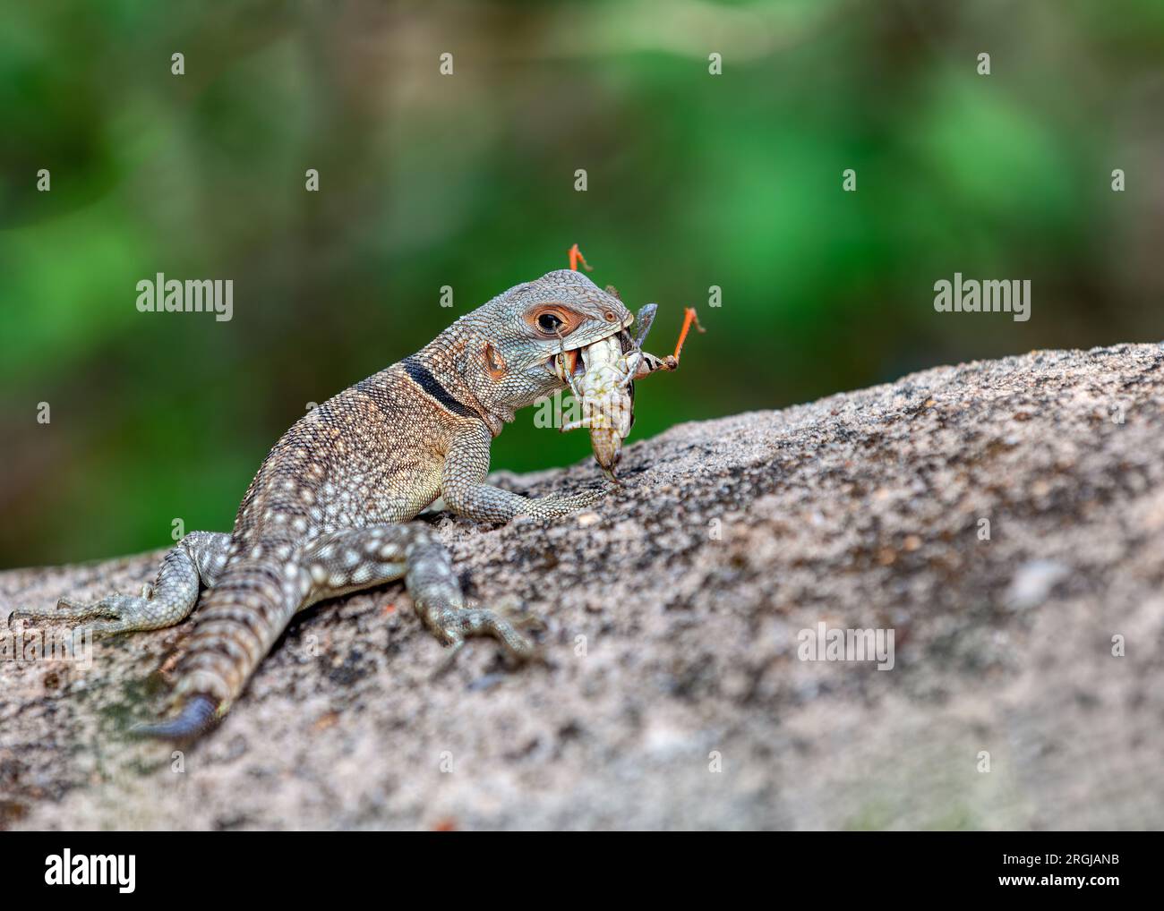 Cuvier's Madagascar swift (Oplurus cuvieri), knows as Madagascan ...