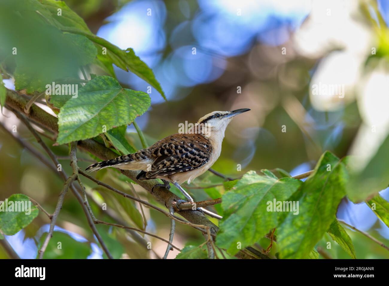 Rufous-backed wren (Campylorhynchus capistratus) is a songbird of the ...