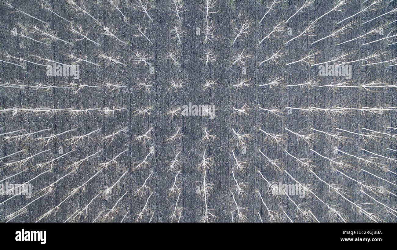 Young trees in an orchard early spring, view from above. Aerial drone ...