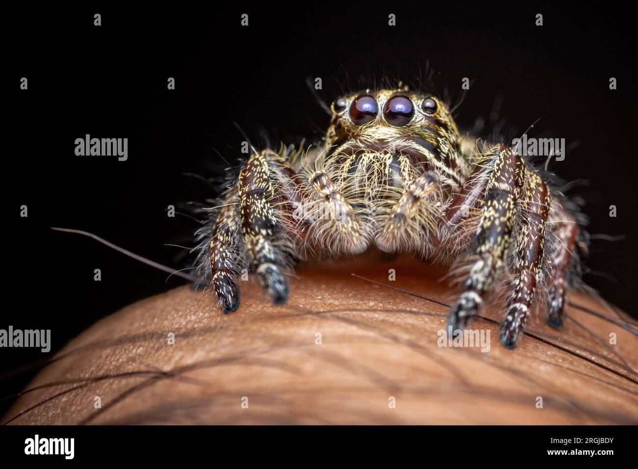 Close up a colorful jumping spider on human hand, macro shot, selective ...