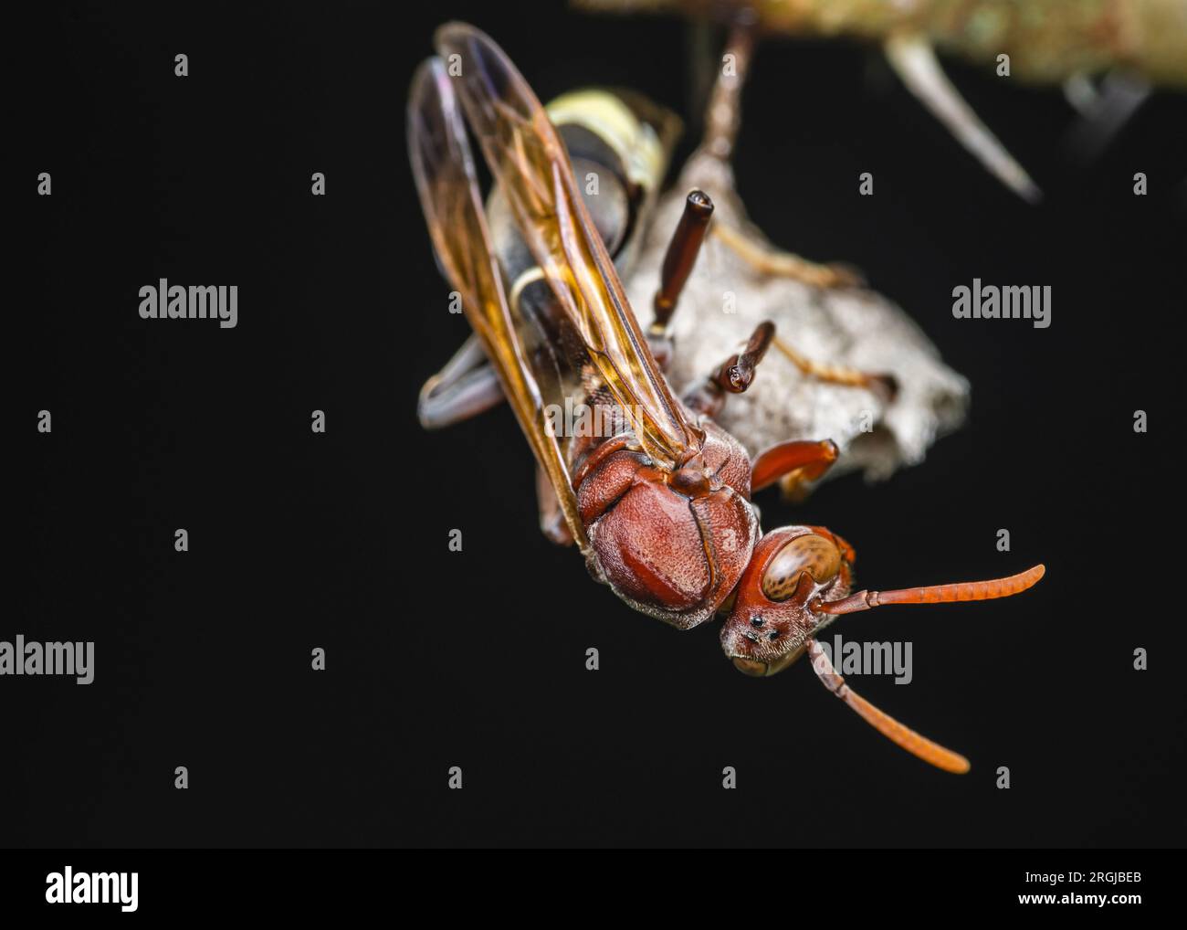 Common Paper Wasp building wasp nest on nature background, Insect macro ...