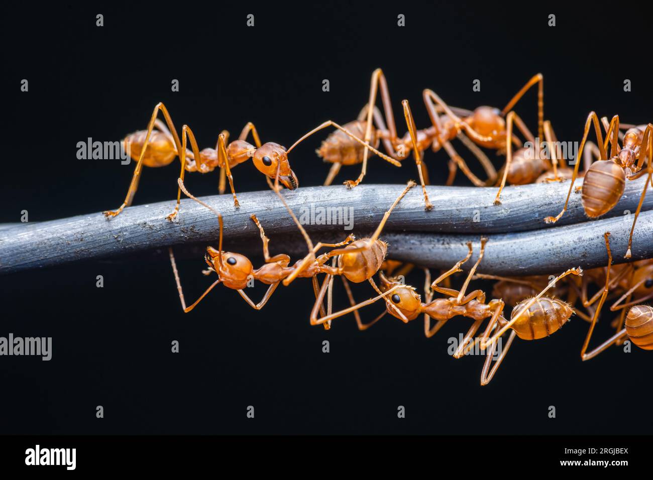 Red ants group working on barbed wire, Weaver ants macro photo ...