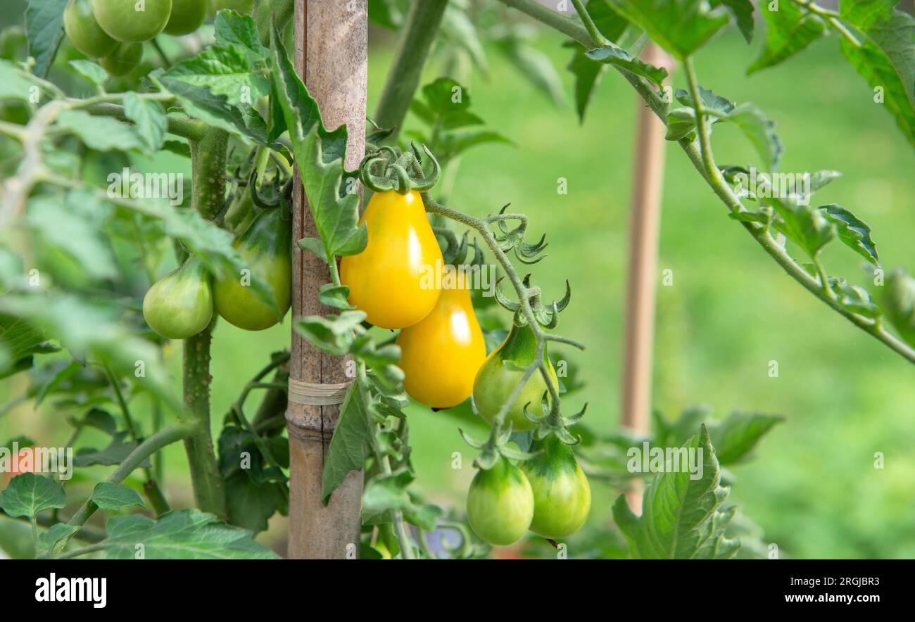 closeup on ripe yellow cherry tomatoes ripening in a vegetable garden ...