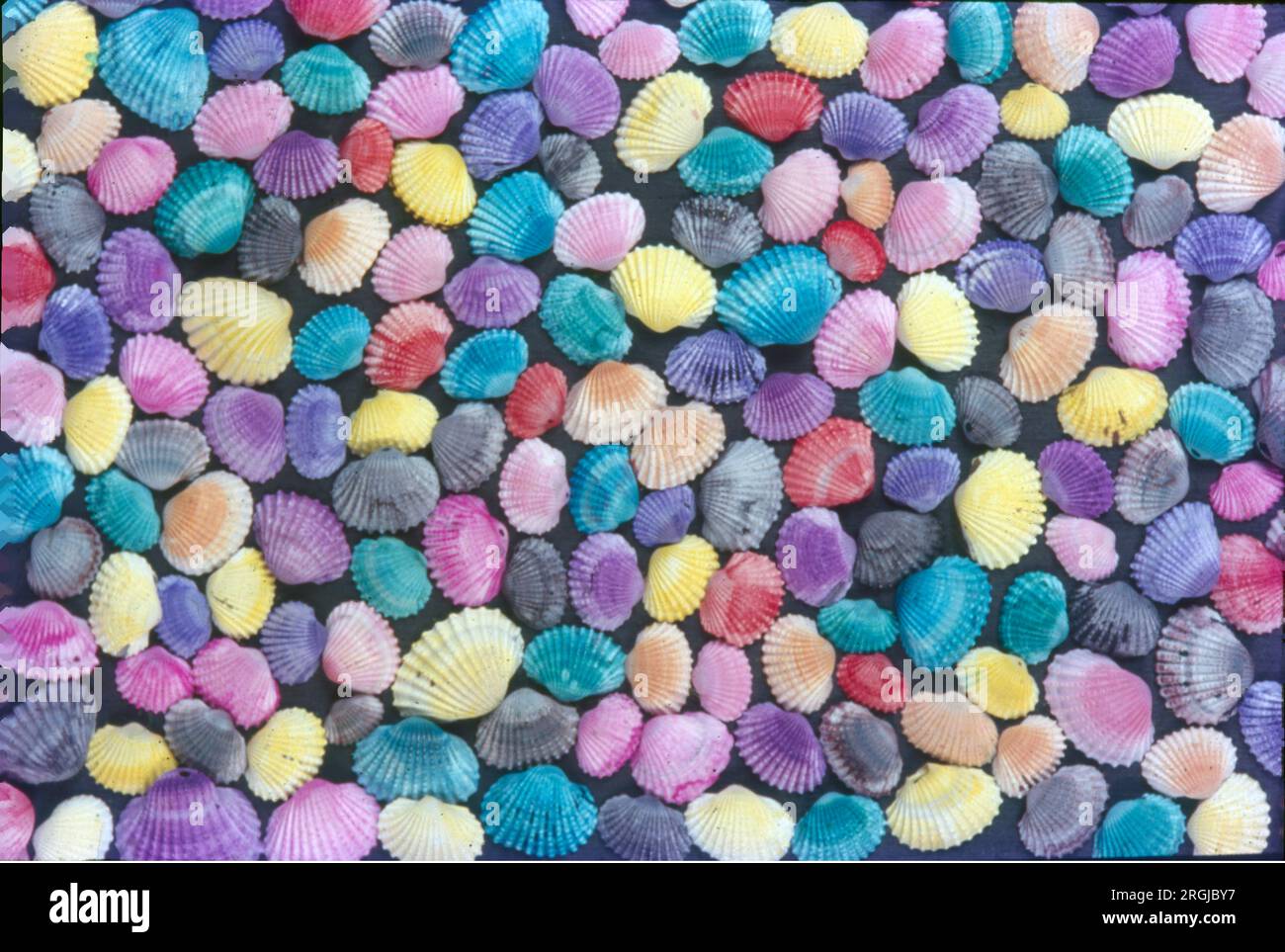 Coloured Sea Shells as Background, Colors, Graffiti, India Stock Photo ...