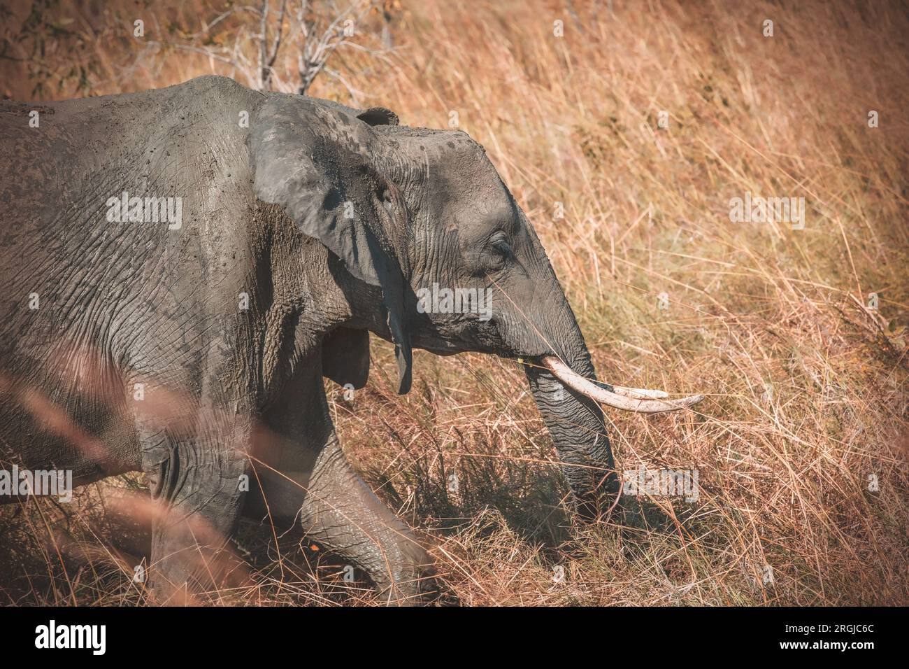 African Elephant in the wild Stock Photo - Alamy