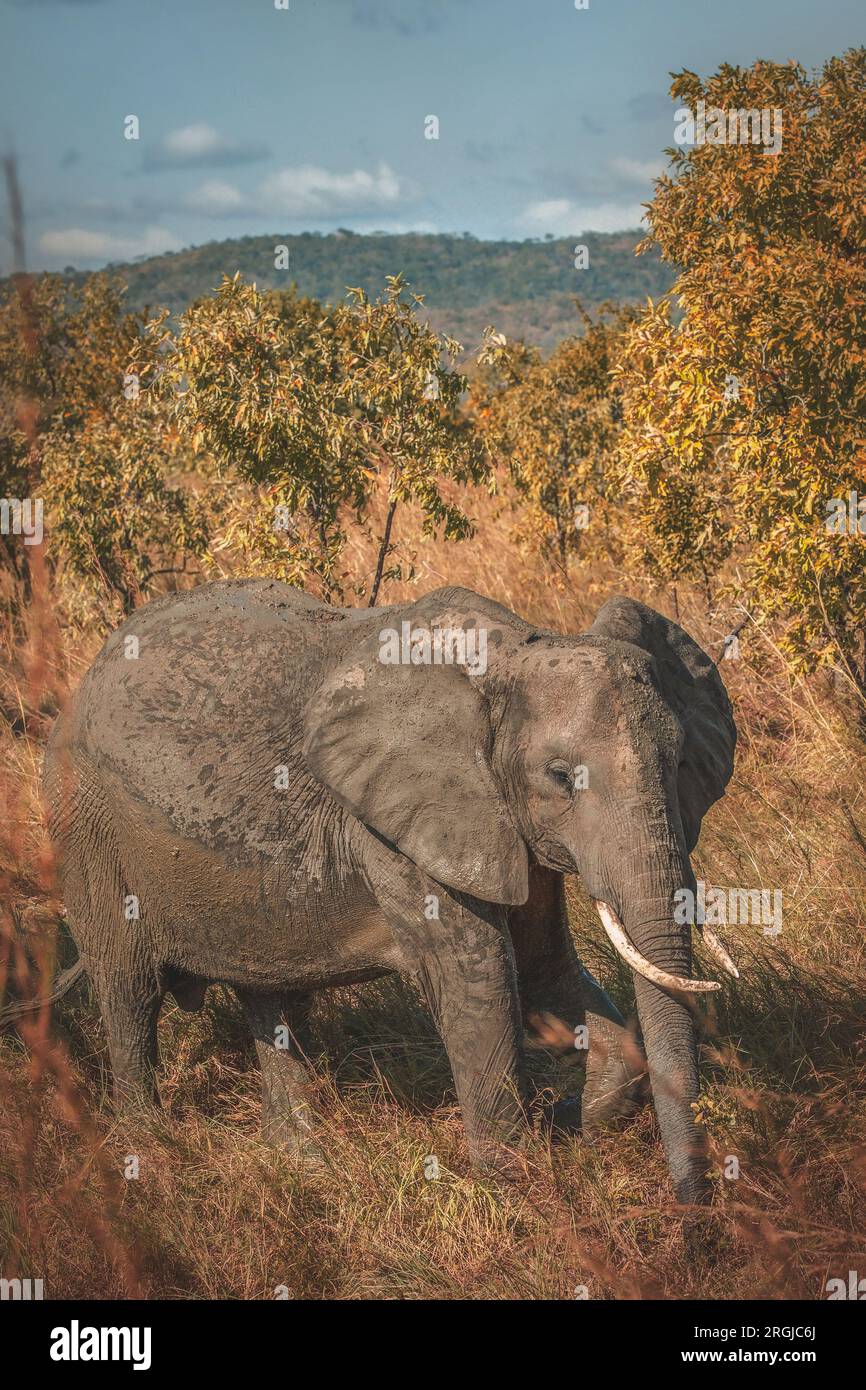 African Elephant in the wild Stock Photo - Alamy