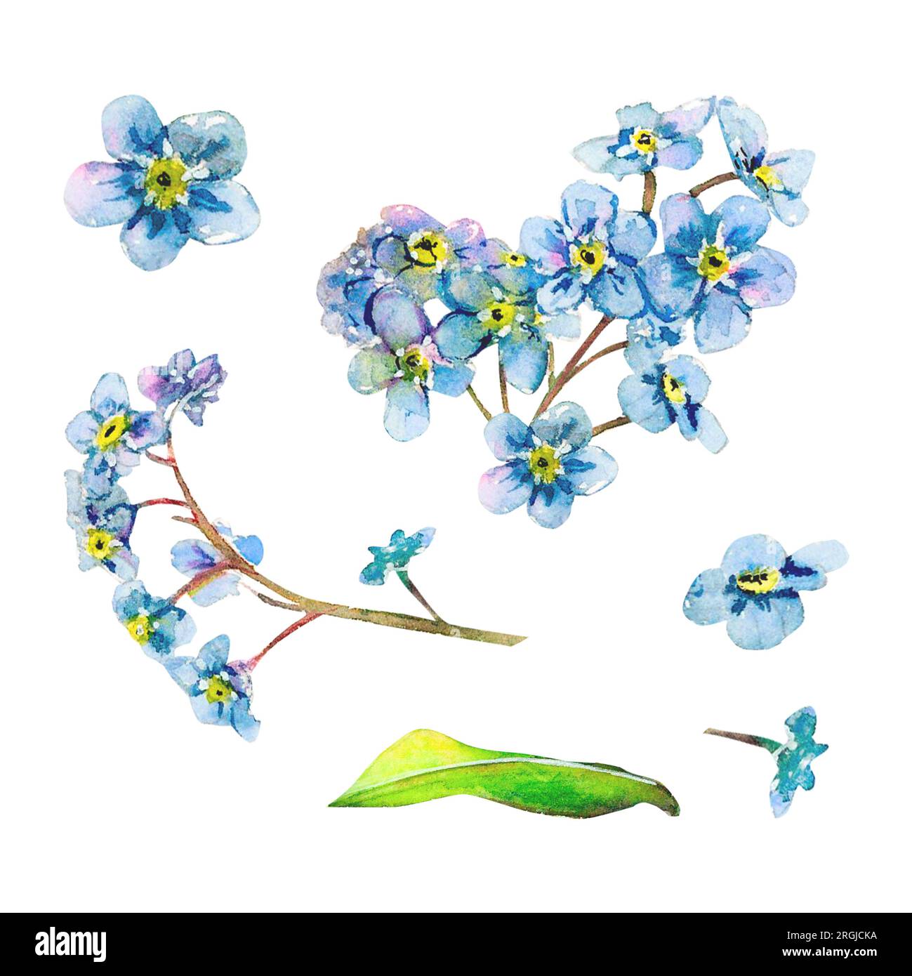 Blue aquarelle forget-me-not hand-drawn set. Watercolor floral ...
