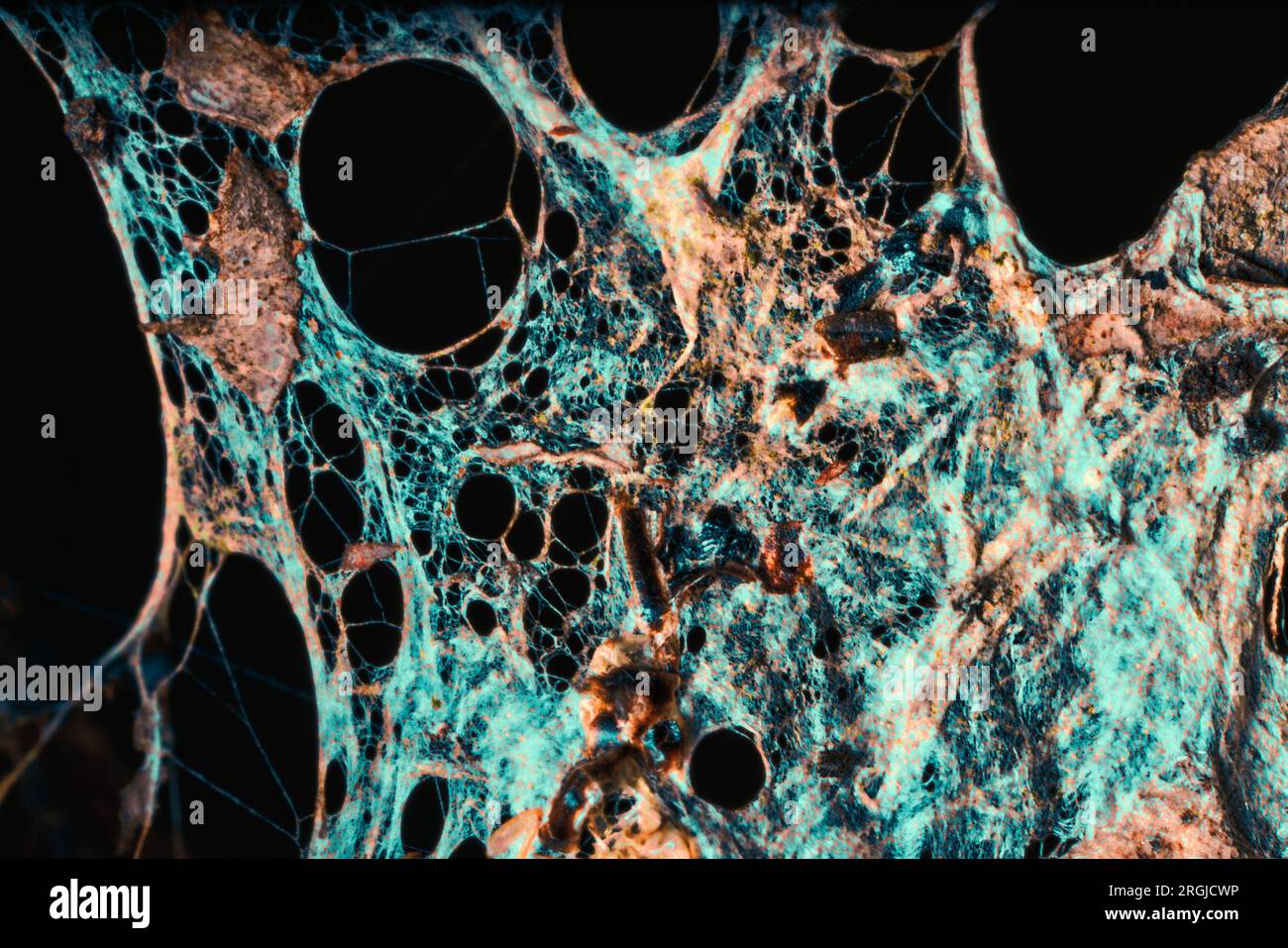 Dried plant mold film, membrane, cobweb with holes, unpleasant ...