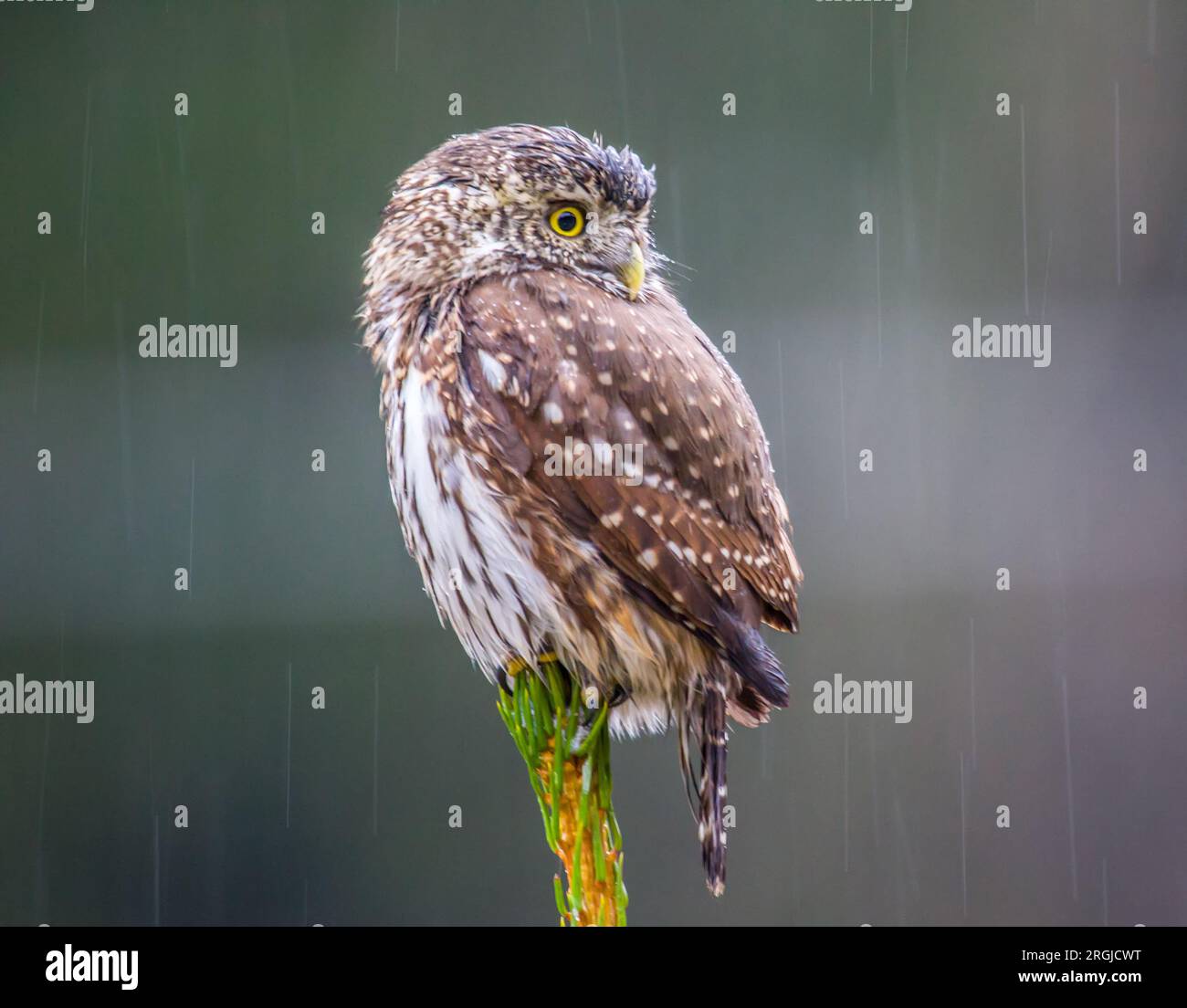 An owl sits on top of a fir tree in the autumn rain. Pygmy-owl ...