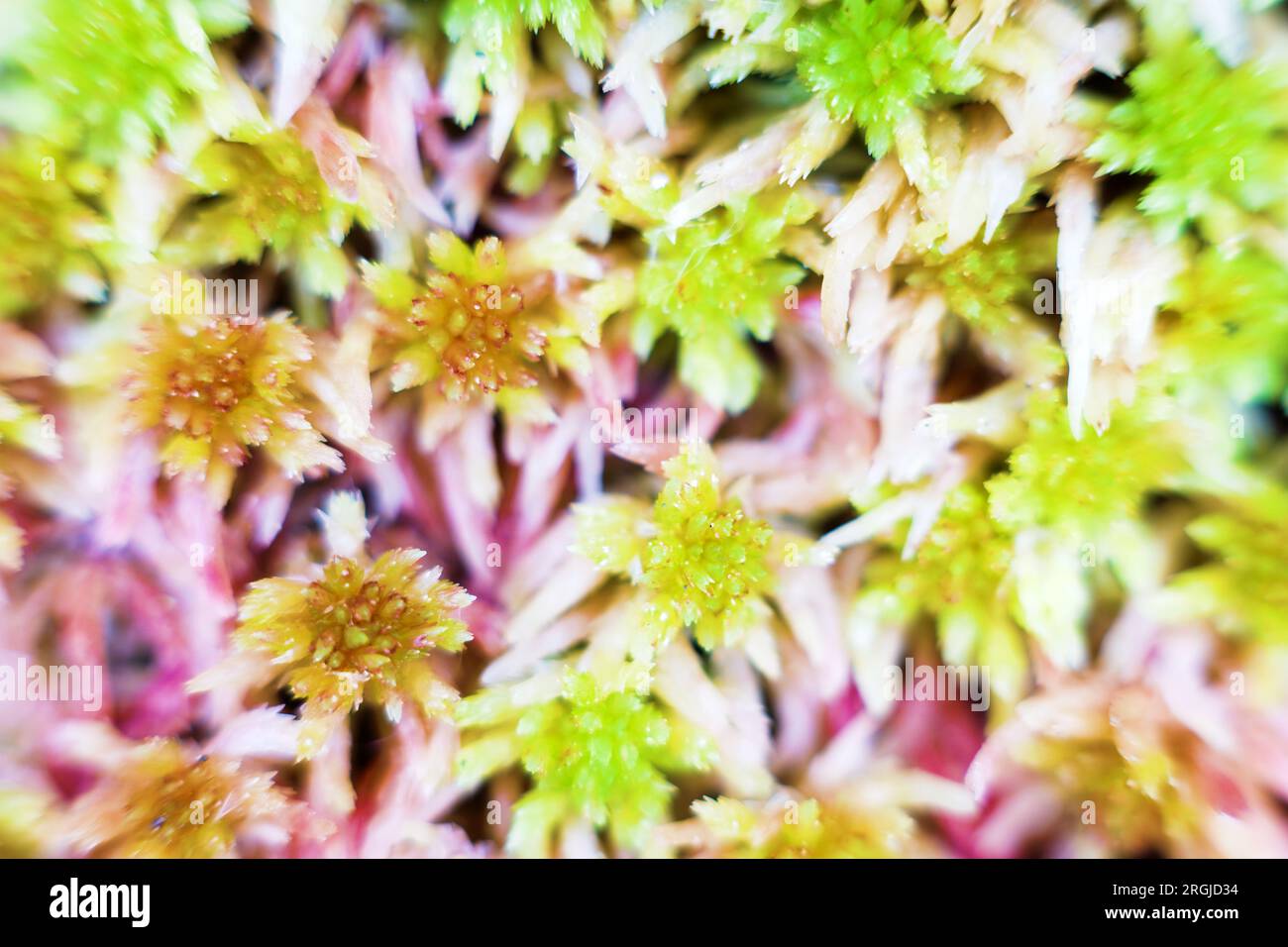 Interesting moss background. Spring time. Young green shoots of true ...