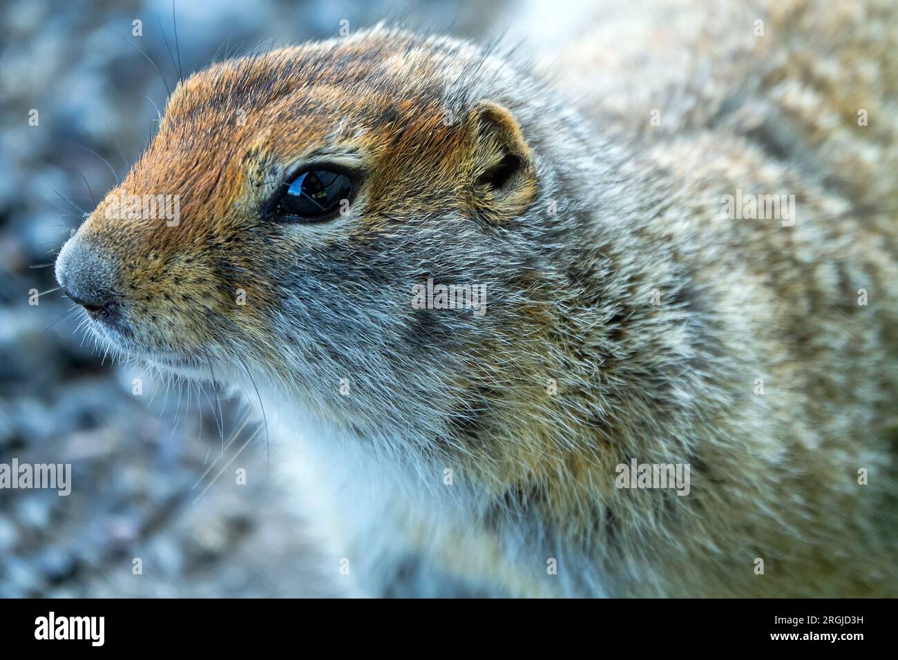 Arctic ground squirrel (Citellus parryi) in Kamchatka it lives on ...