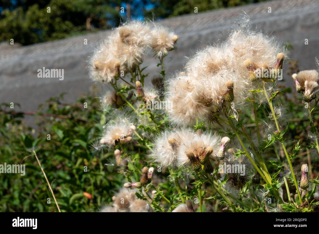 Thistledown seeds hi-res stock photography and images - Alamy