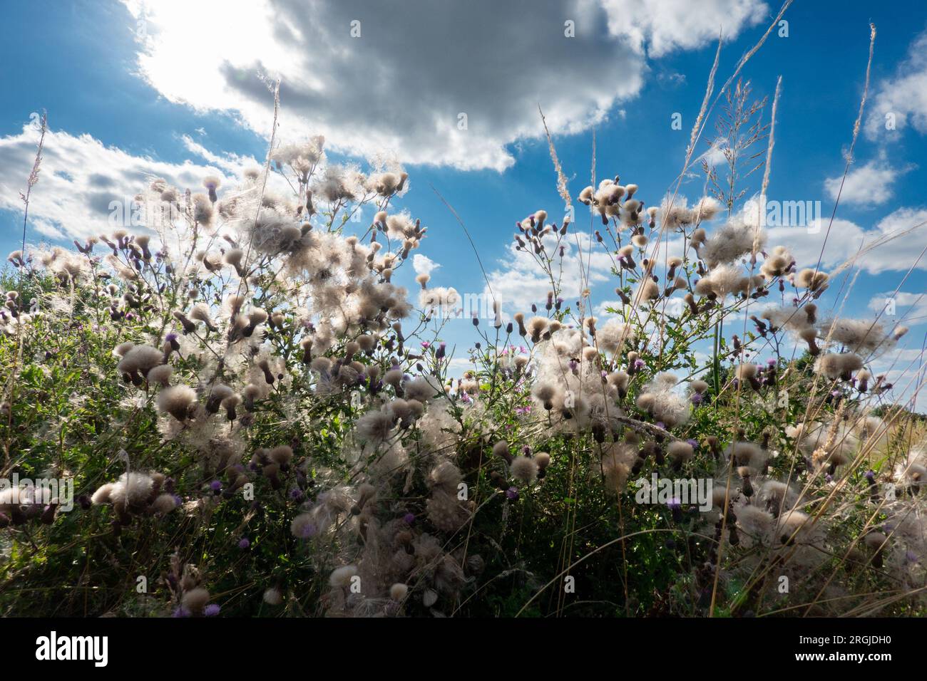 Thistledown seeds hi-res stock photography and images - Alamy