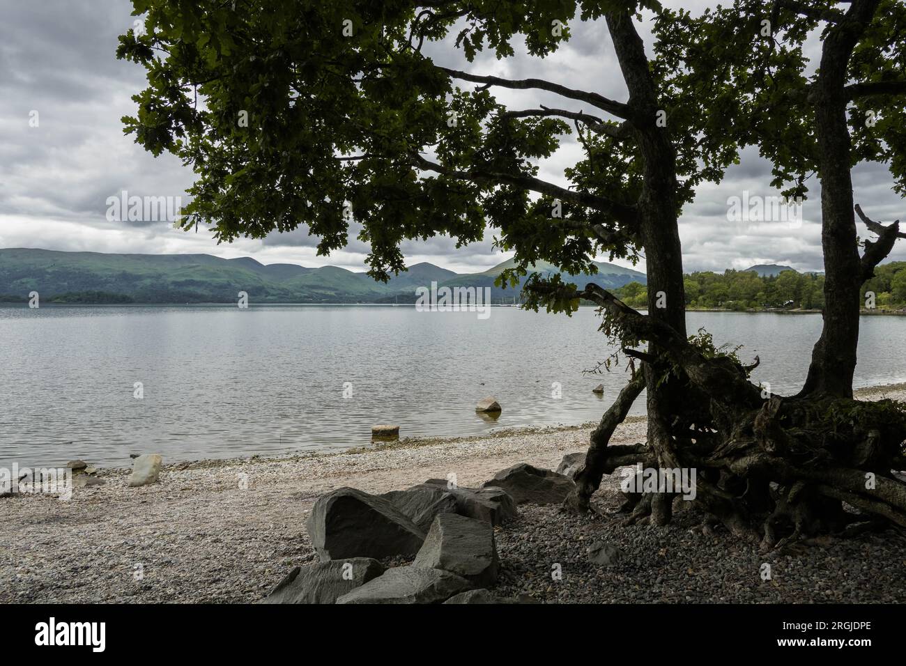 Tree of Milarrochy at Loch Lomond, Scotland Stock Photo - Alamy