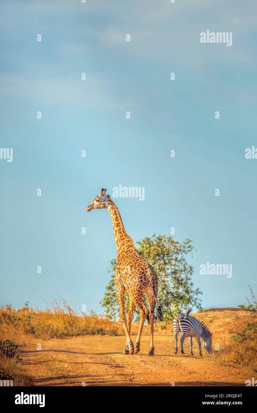Wild Giraffe and a zebra Stock Photo - Alamy
