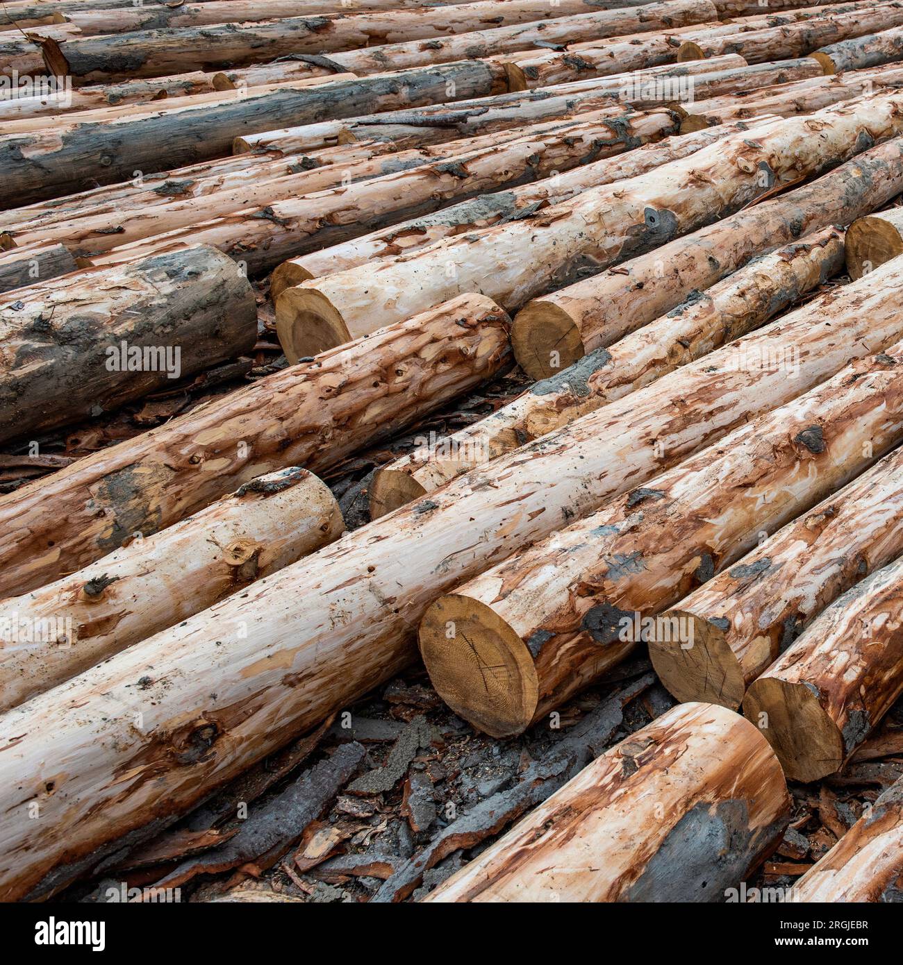 Wooden logs of pine trees in the forest. Tree logs for timber industry ...