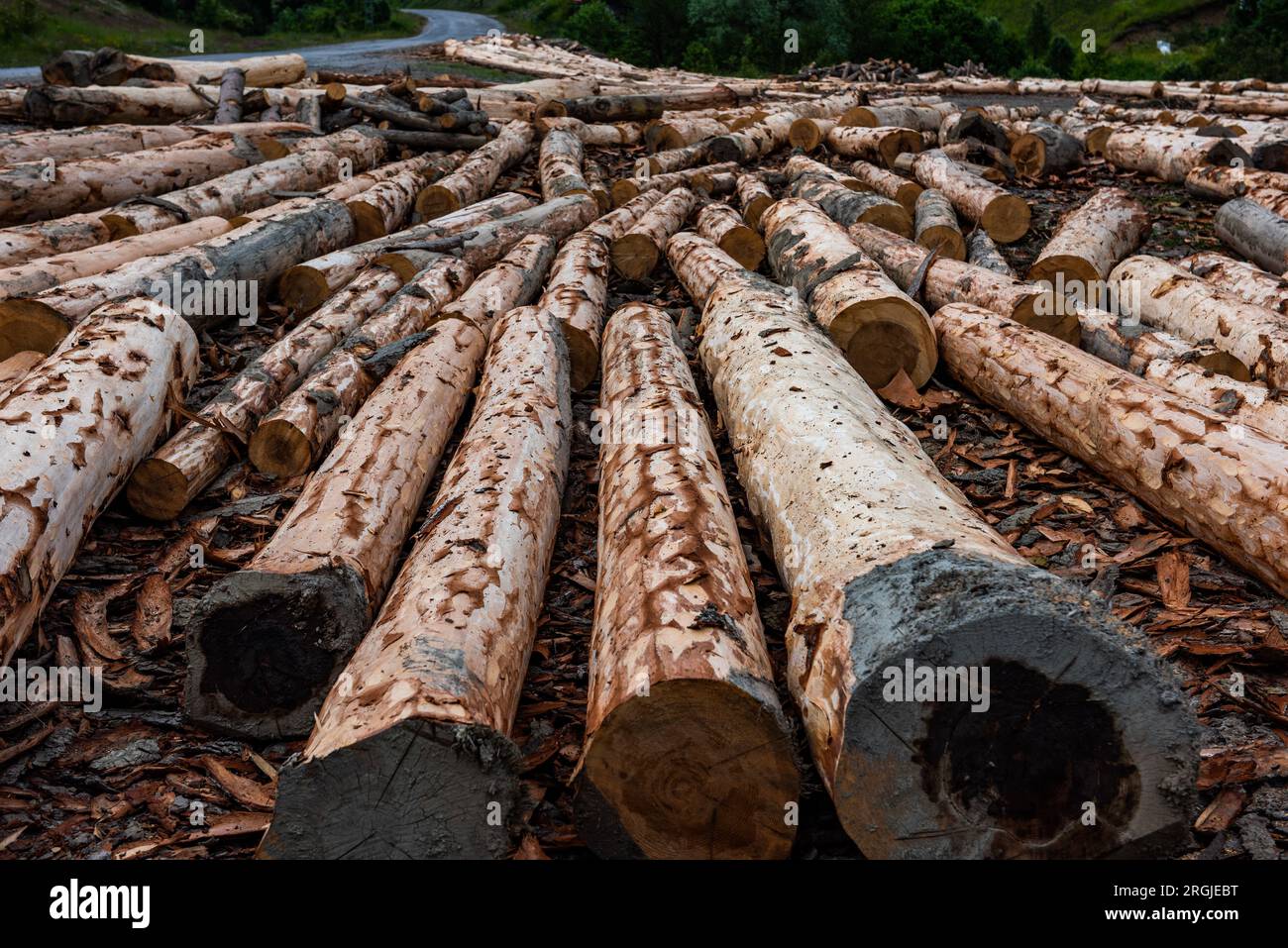 Wooden logs of pine trees in the forest. Tree logs for timber industry ...