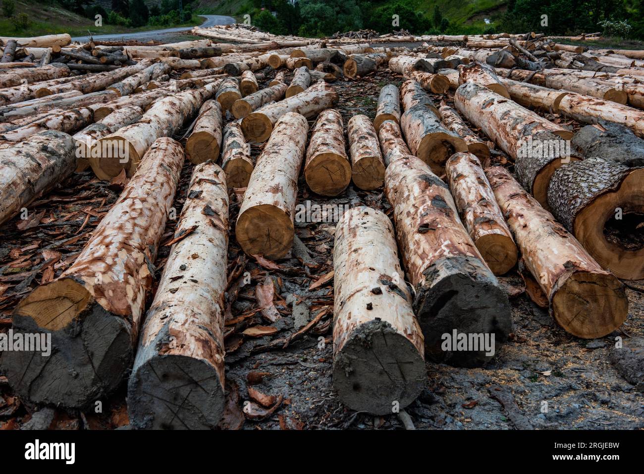 Wooden logs of pine trees in the forest. Tree logs for timber industry ...