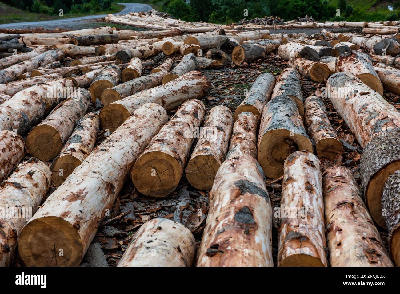Wooden logs of pine trees in the forest. Tree logs for timber industry ...