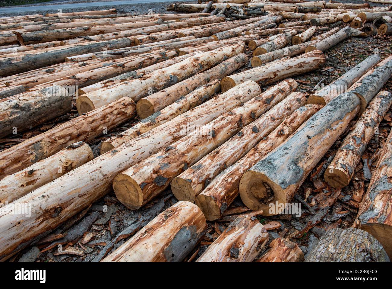 Wooden logs of pine trees in the forest. Tree logs for timber industry ...