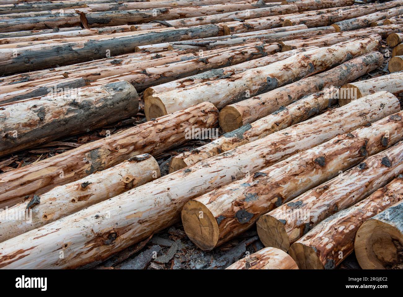 Wooden logs of pine trees in the forest. Tree logs for timber industry ...