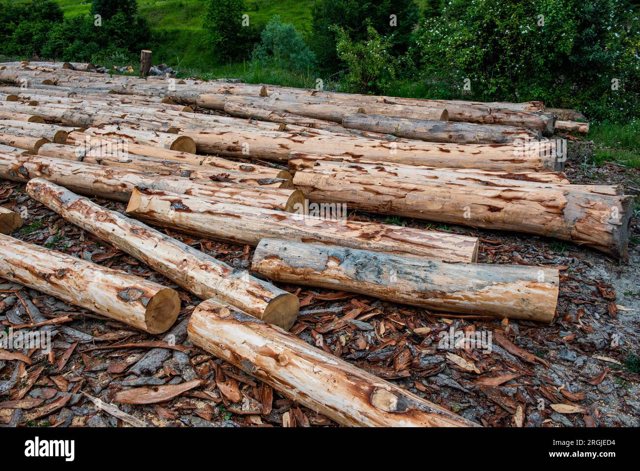 Wooden logs of pine trees in the forest. Tree logs for timber industry ...