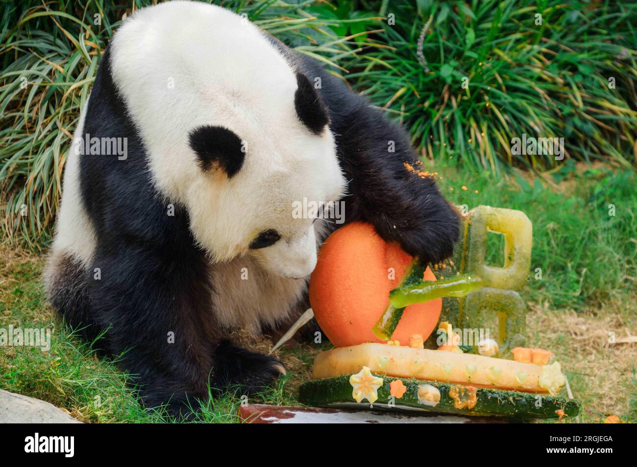 Giant pandas Ying Ying and Le Le celebrate their 18th birthday at Ocean ...