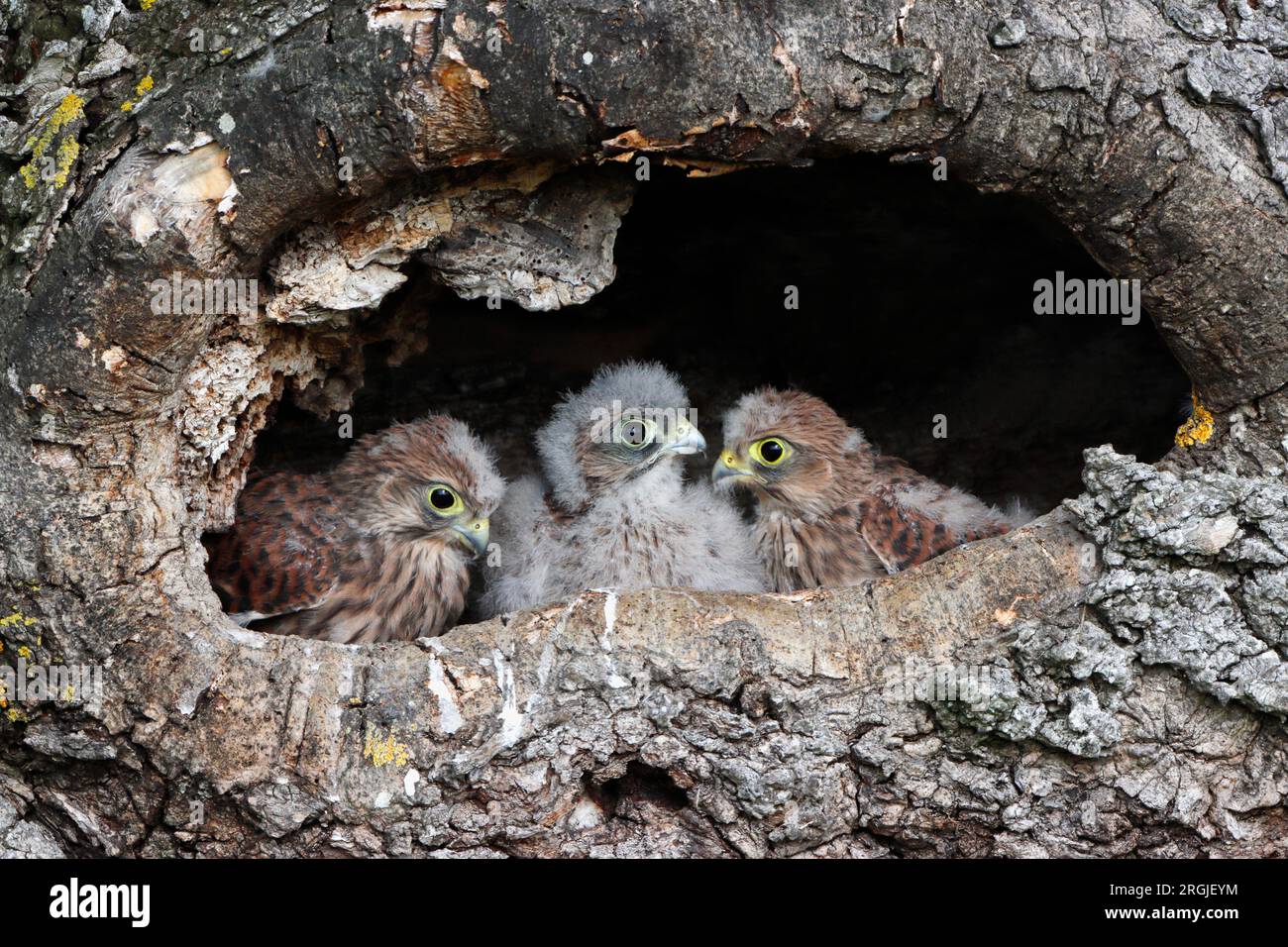 Raptor nest uk hi-res stock photography and images - Alamy