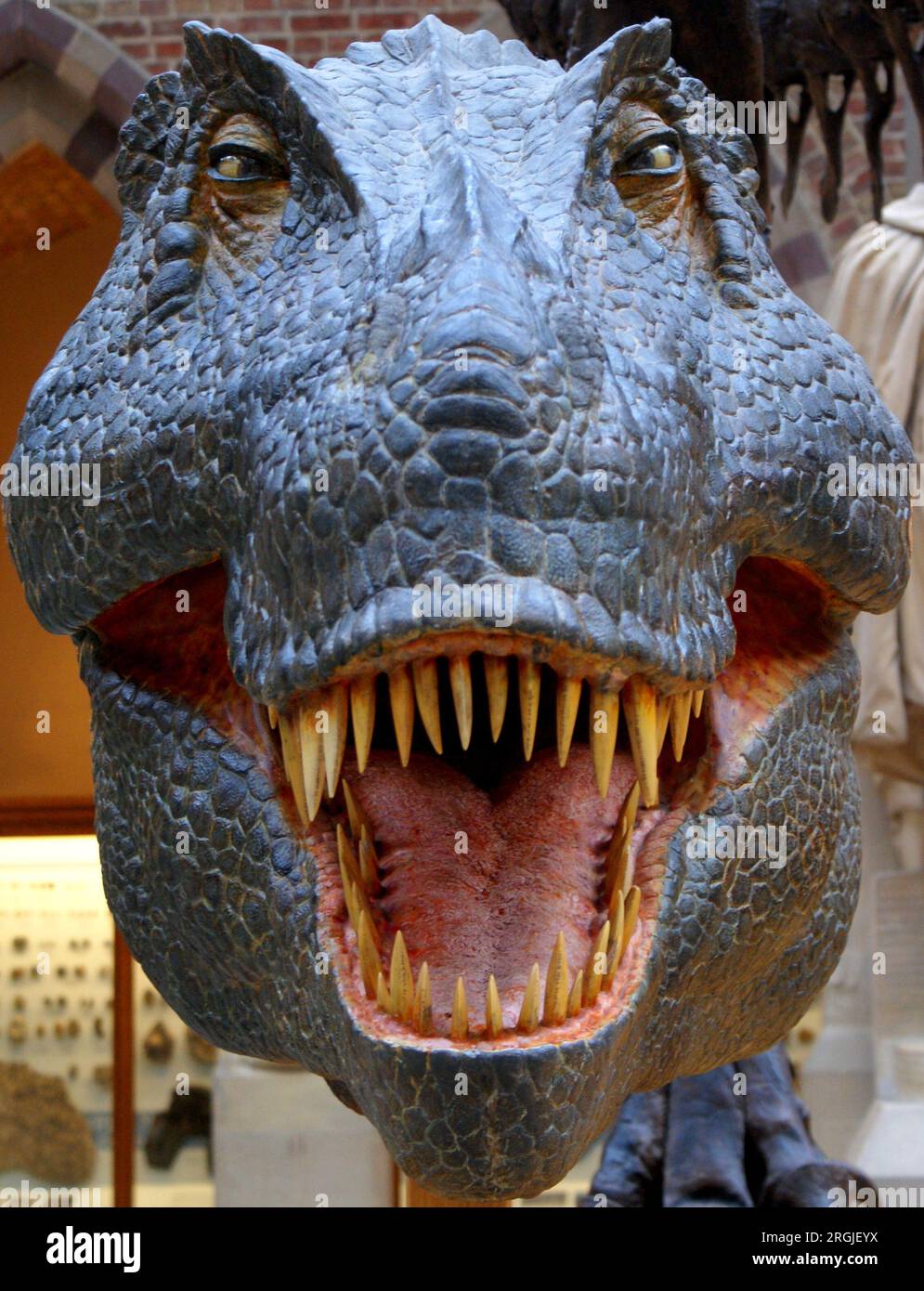 T rex head hi-res stock photography and images - Alamy