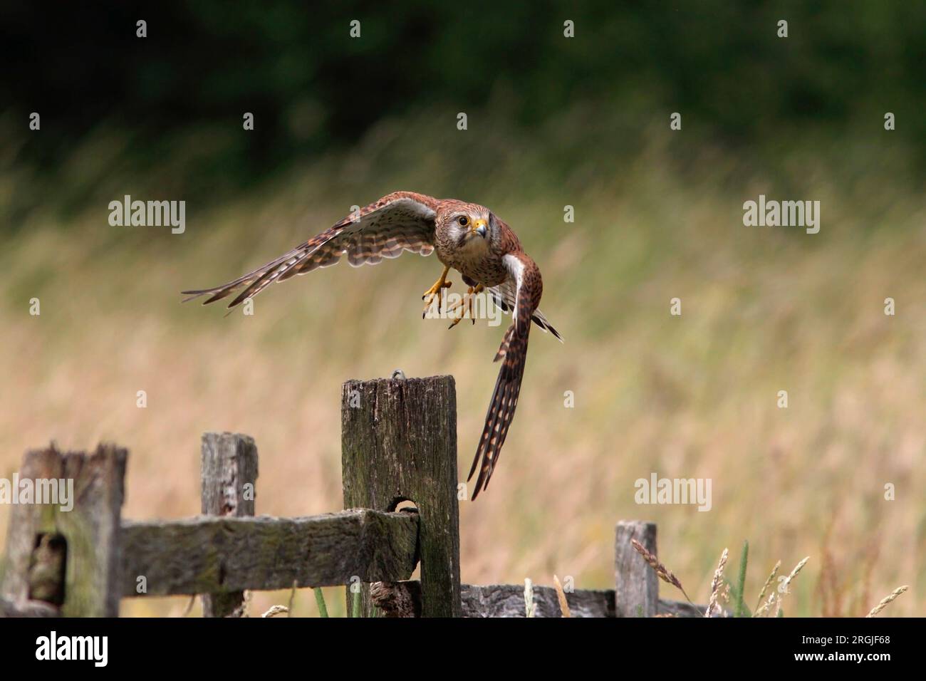 British raptors in flight hi-res stock photography and images - Alamy