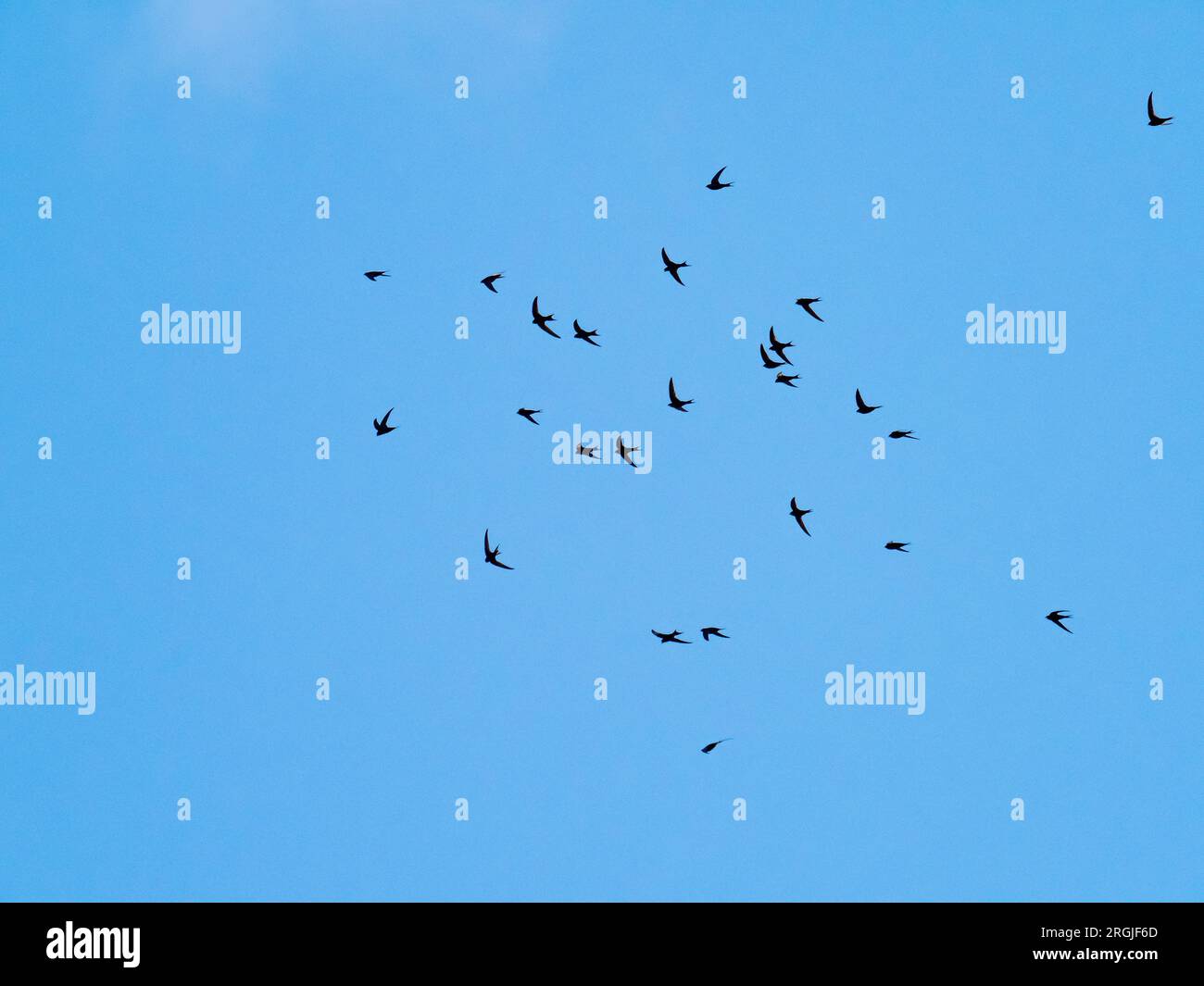 A flock of Common Swift, Apus apus over Ambleside, Lake District, UK ...